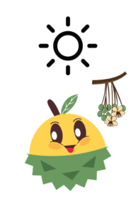 Discover Durian Types and Variety Available in Malaysia