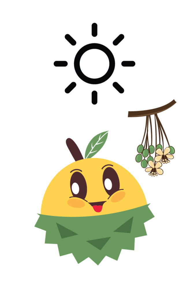 Discover Durian Types and Variety Available in Malaysia