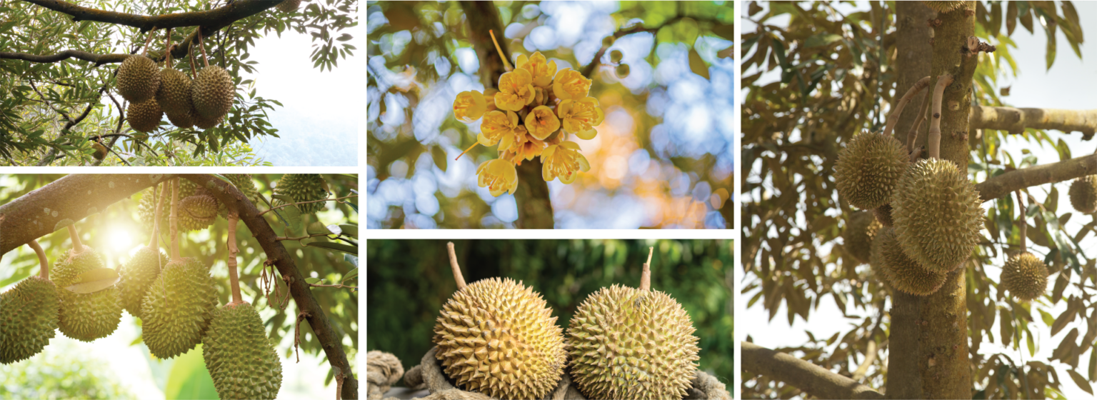 Durian Info - Dking