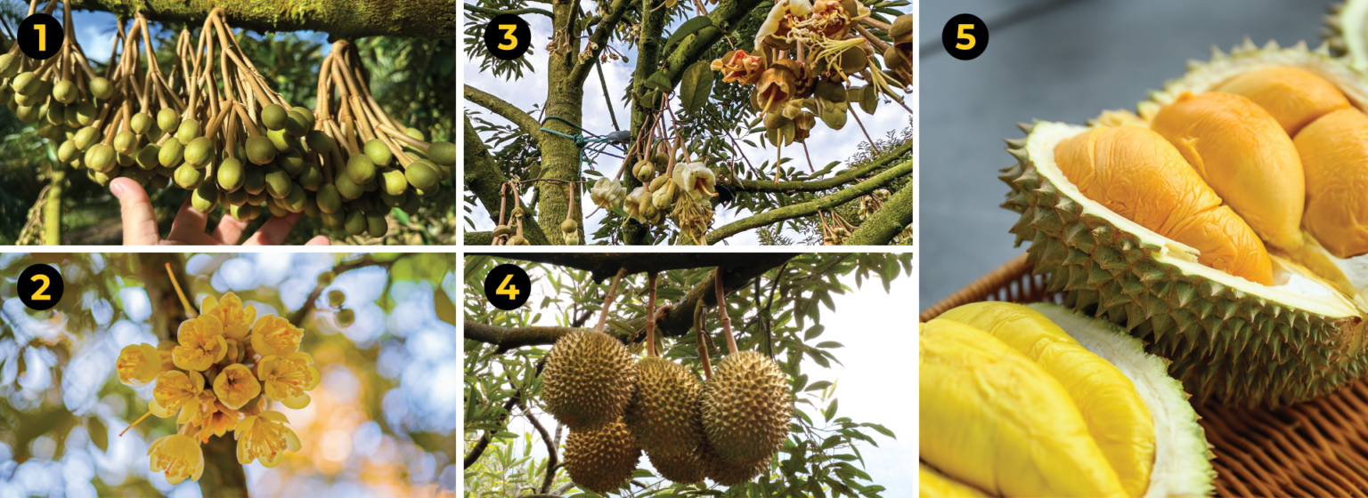 Discover Durian Types and Variety Available in Malaysia